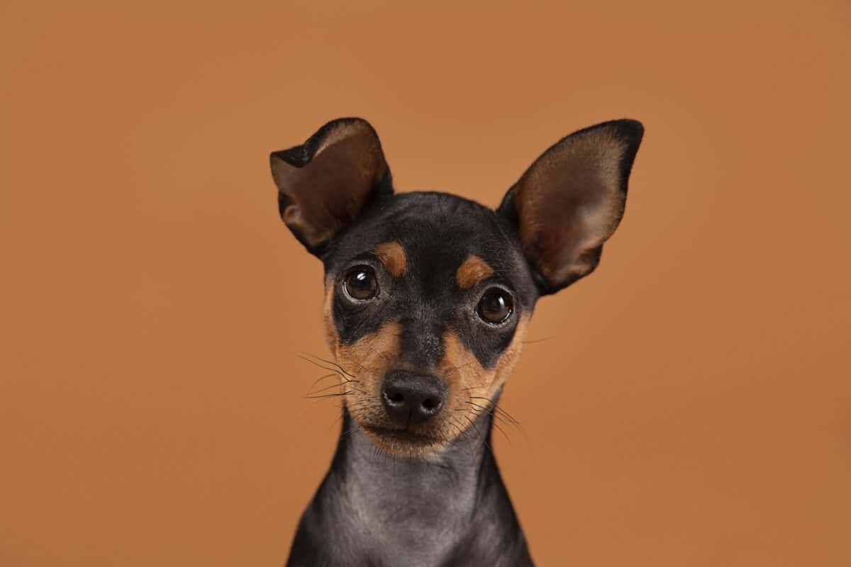 Cachorro Pinscher: descubra tudo o que você precisa saber sobre essa ...