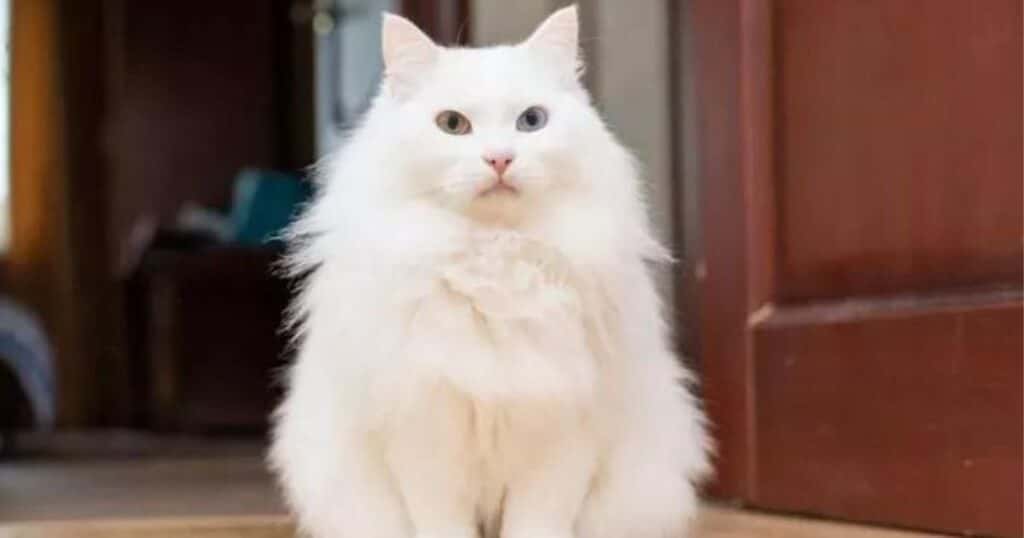 Gato Angorá: descubra tudo sobre este bichano - News Tec